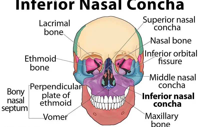 Inferior Nasal Concha – The Respiratory System Inferior Nasal Concha – The Respiratory System