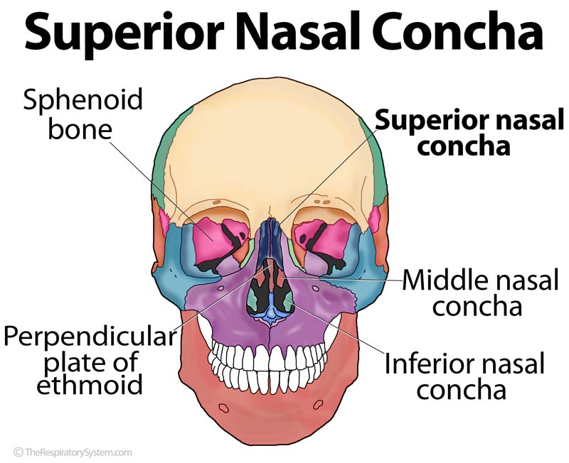 Superior Nasal Concha The Respiratory System Superior Nasal Concha The Respiratory System