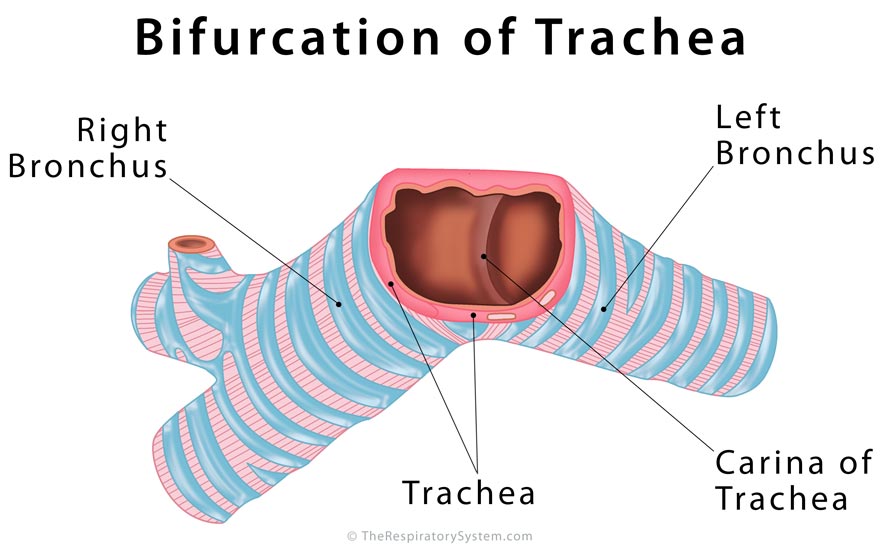 Carina Is The Ridge Just Before The Bifurcation Of Trachea The Point Carina Is The Ridge Just Before The Bifurcation Of Trachea The Point