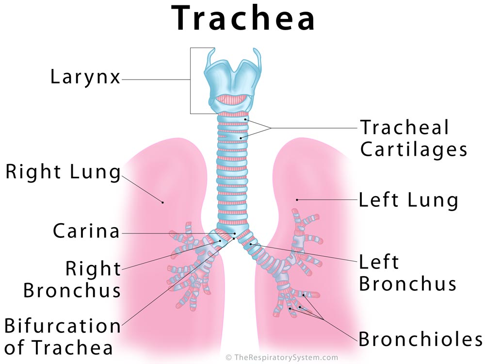Trachea Trachea